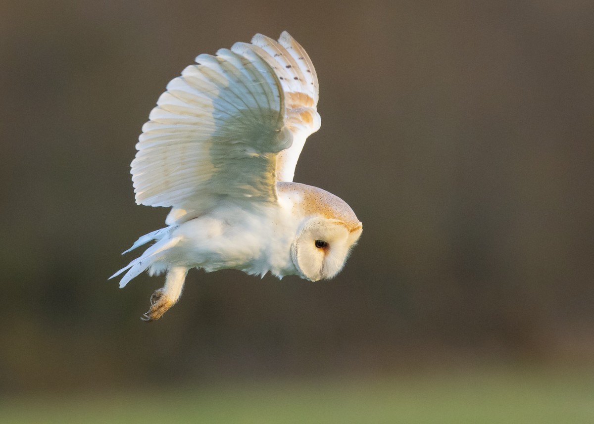 ML617370489 - Western Barn Owl (Eurasian) - Macaulay Library