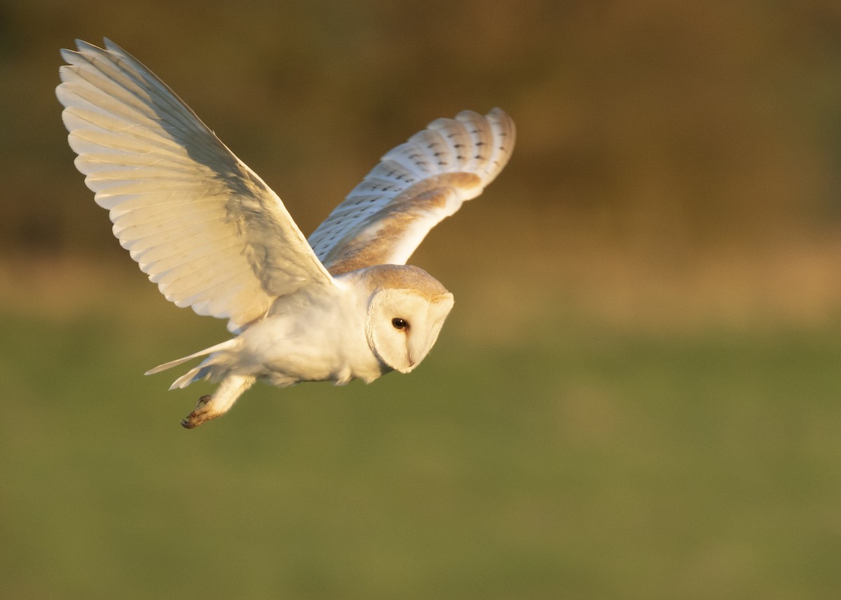 ML617370583 - Western Barn Owl (Eurasian) - Macaulay Library