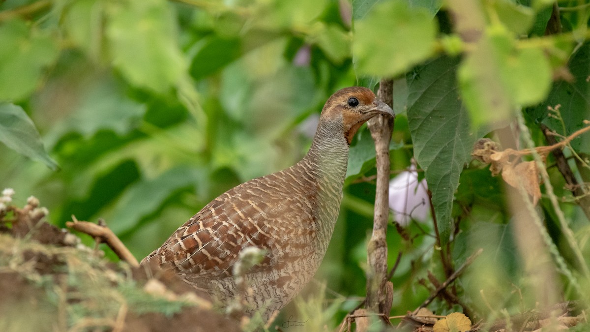 ML617375131 - Gray Francolin - Macaulay Library