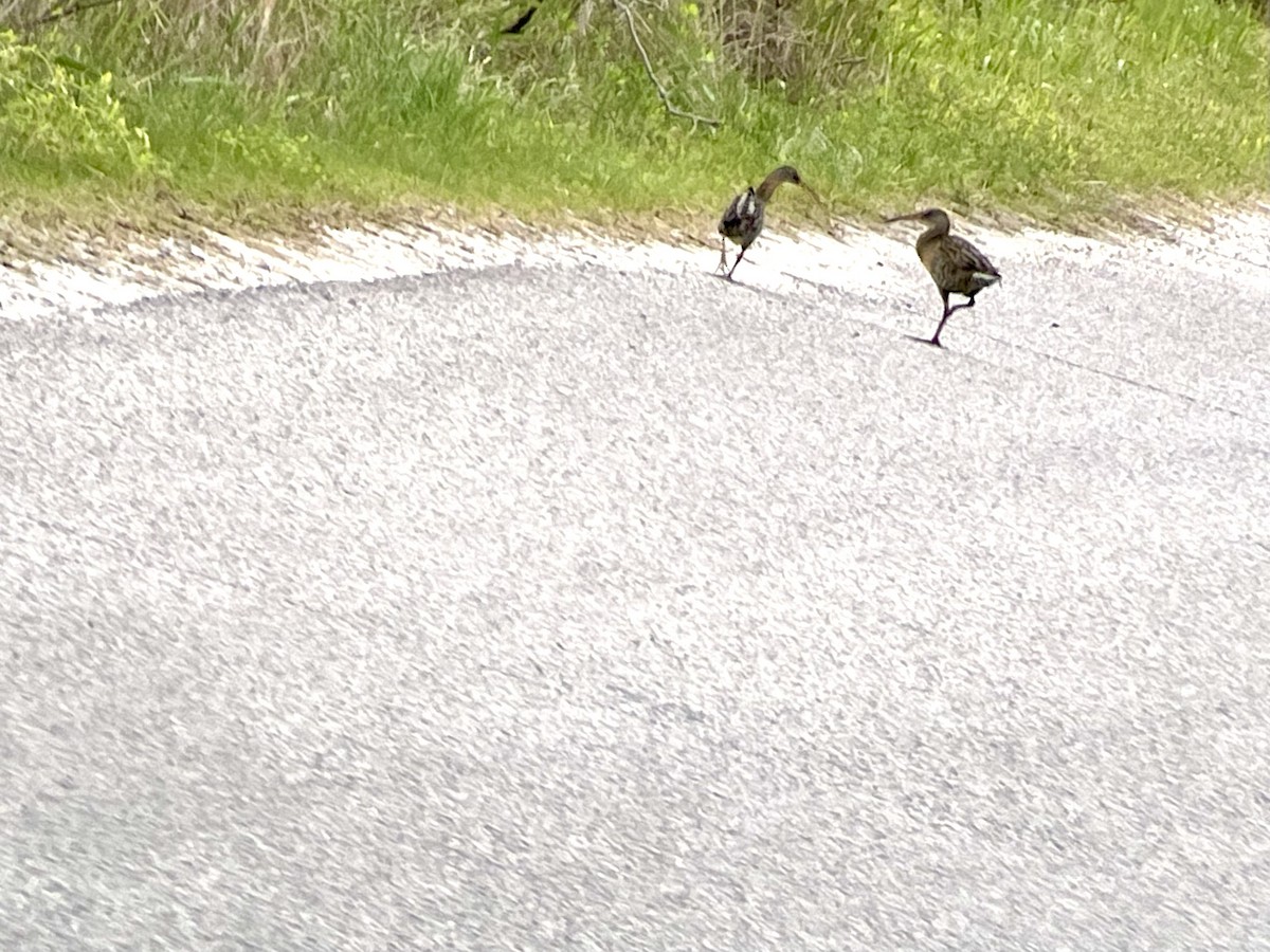 eBird Checklist - 14 Apr 2024 - Dauphin Island--Airport - 32 species