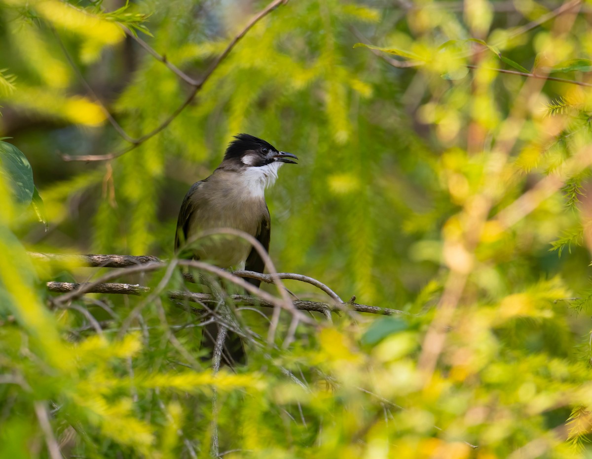 ML617386877 - Light-vented Bulbul - Macaulay Library