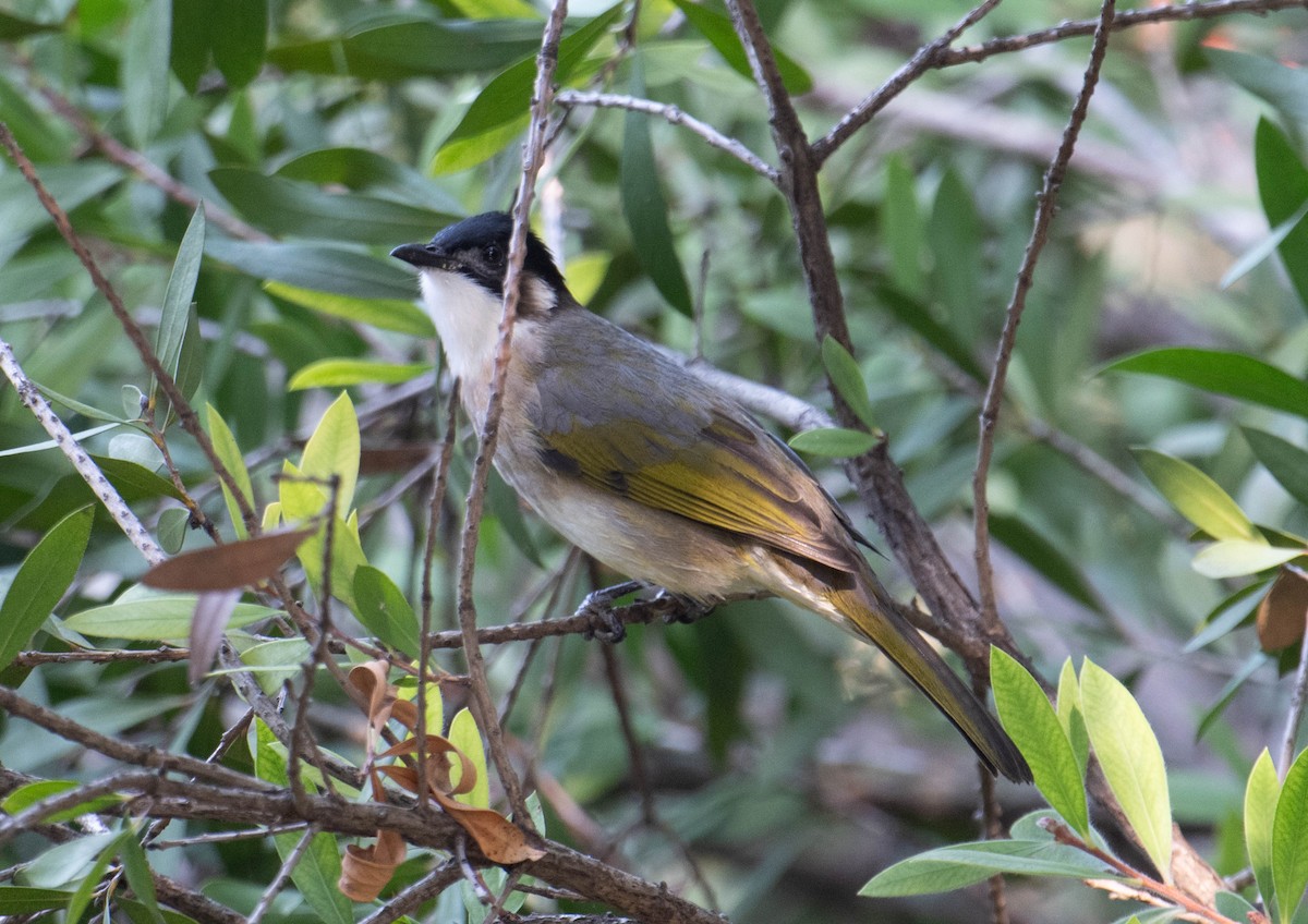 ML617386883 - Light-vented Bulbul - Macaulay Library