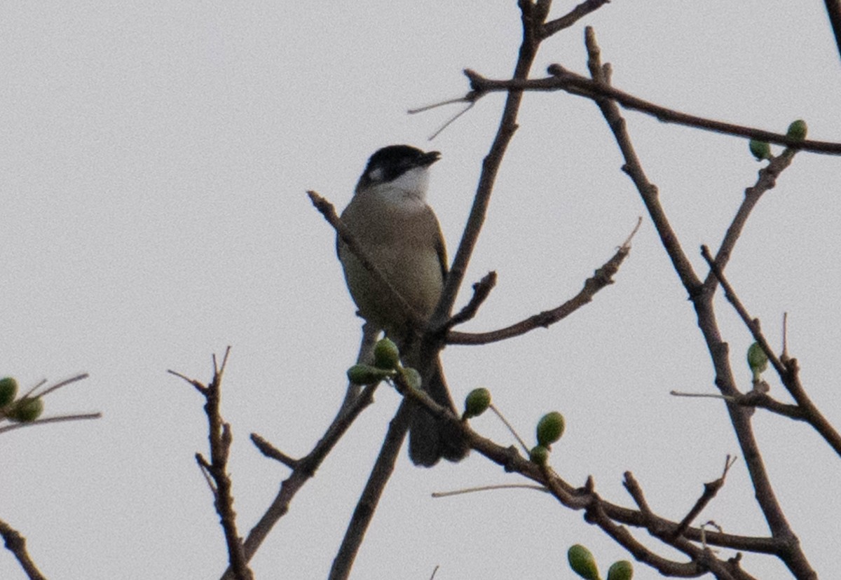 ML617388167 - Light-vented Bulbul - Macaulay Library