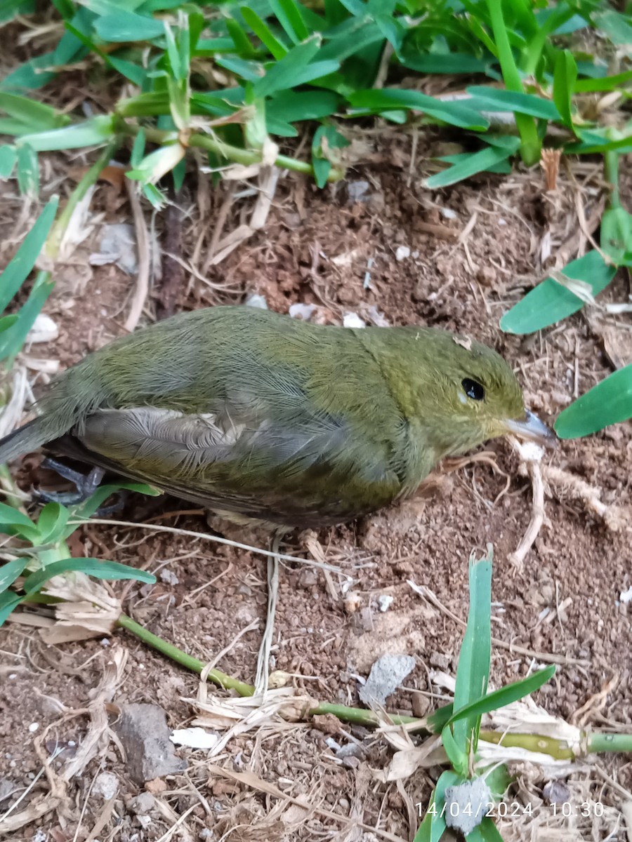 eBird Checklist - 14 Apr 2024 - Parque Municipal Summit - 3 species