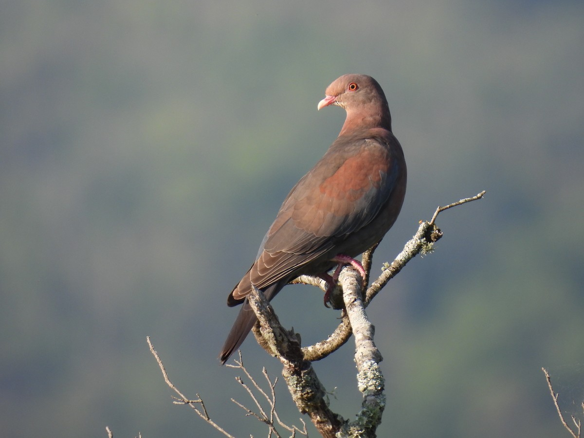 eBird Checklist - 14 Apr 2024 - Rancho El Encino (Acceso restringido ...