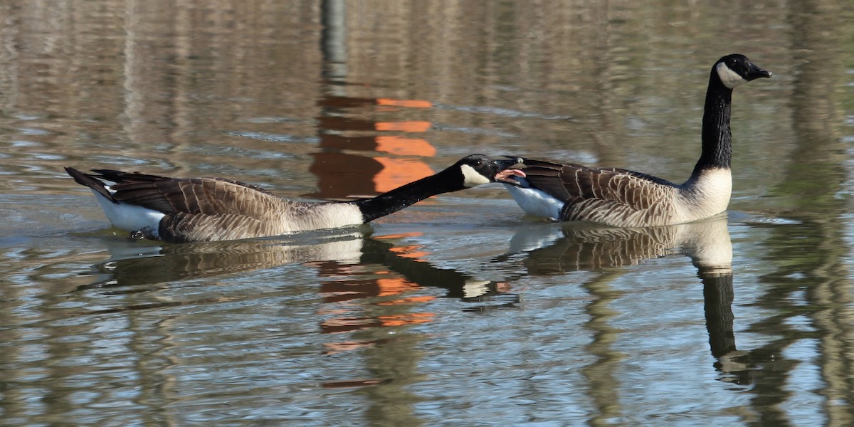 Pennsylvania Bird Atlas Checklist - 14 Apr 2024 - Old Crow Wetland - 23 ...