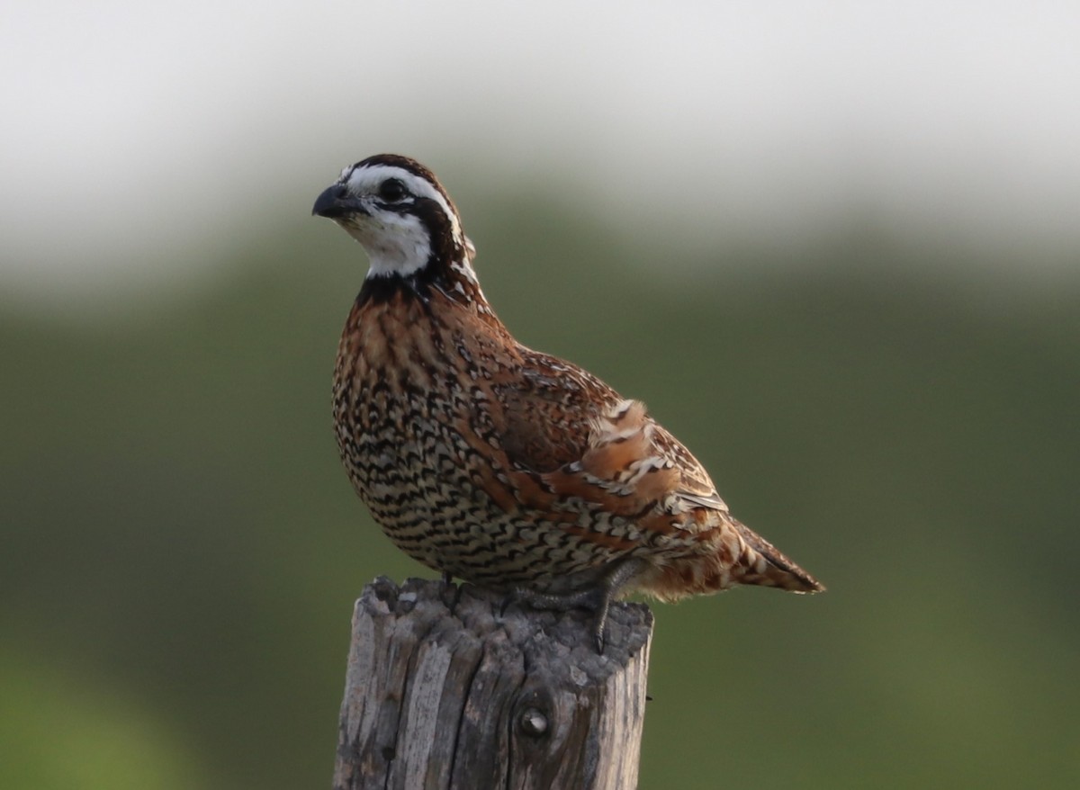 eBird Checklist - 13 Apr 2024 - Santa Margarita Ranch (LTC 079 ...