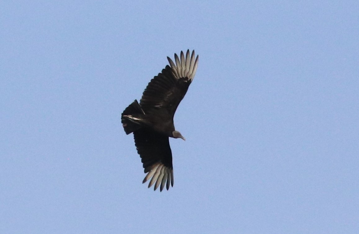 eBird Checklist - 13 Apr 2024 - Santa Margarita Ranch (LTC 079 ...