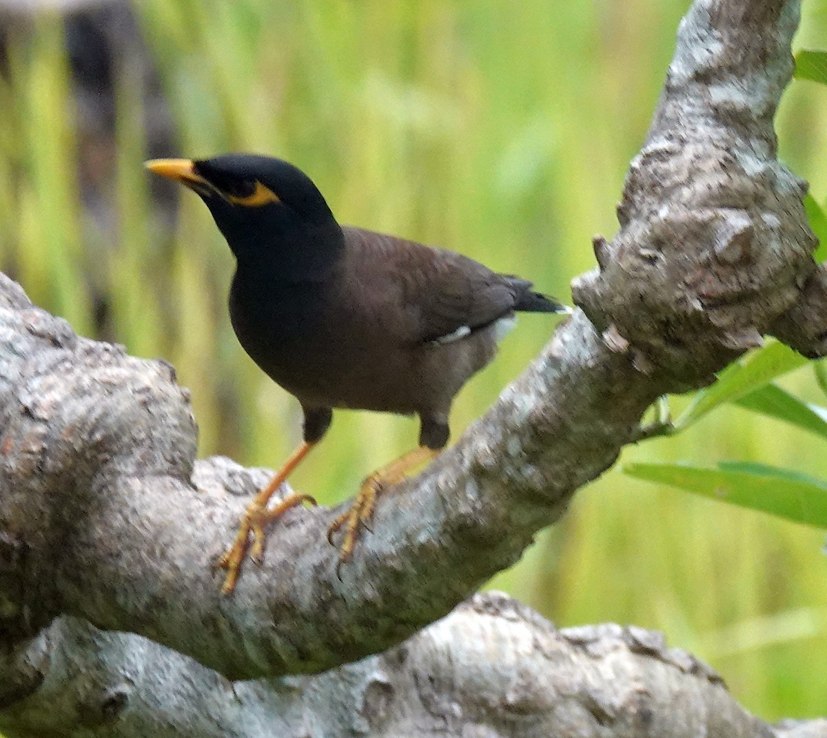 ML617416144 - Common Myna - Macaulay Library