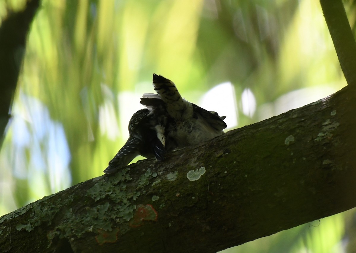 ML617422825 - Downy Woodpecker - Macaulay Library