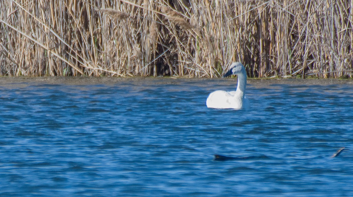 eBird Checklist - 15 Apr 2024 - Banner Marsh FWA-- East Access (Peoria ...