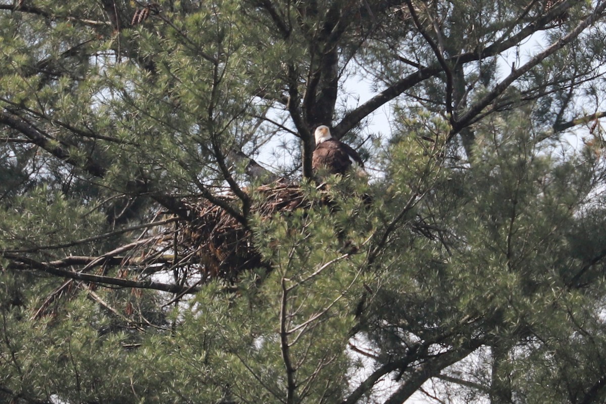 Pennsylvania Bird Atlas Checklist - 15 Apr 2024 - Sayers Dam Rd, Howard ...