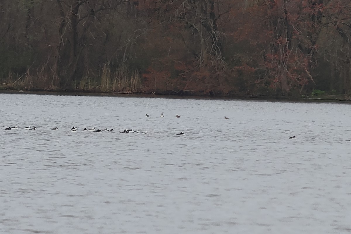 eBird Checklist - 15 Apr 2024 - Struble Lake - 26 species
