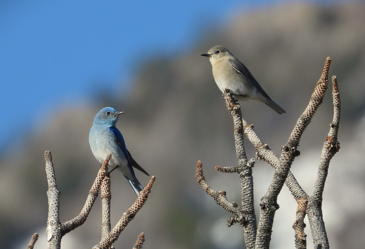 eBird Checklist - 15 Apr 2024 - National Center for Atmospheric ...