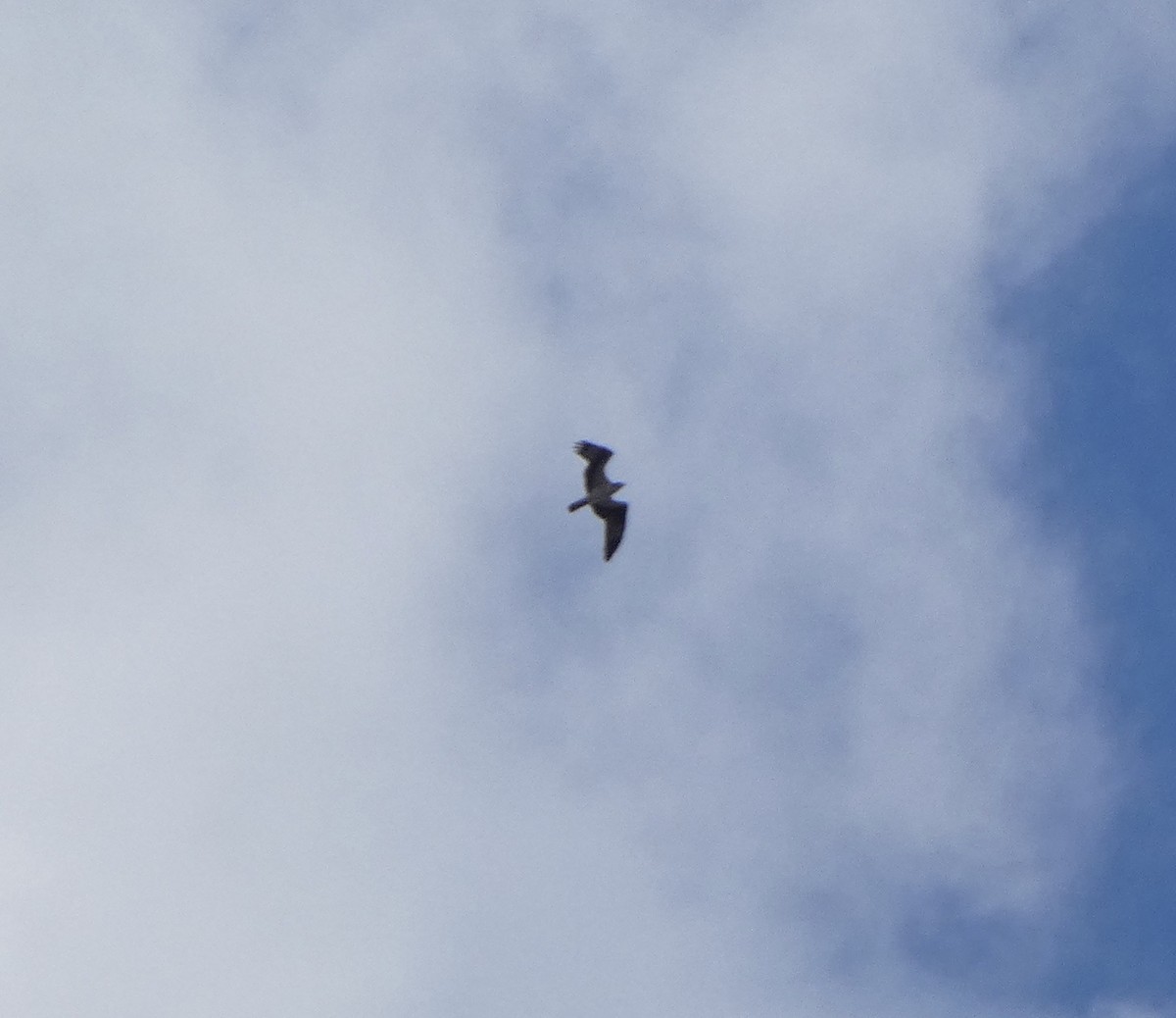 eBird Checklist - 15 Apr 2024 - YARD (Ringwood) - 32 species (+1 other ...