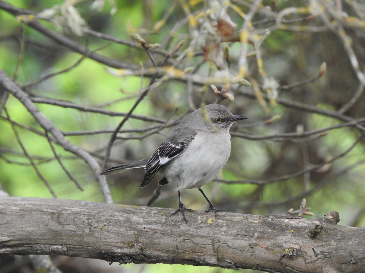eBird Checklist - 15 Apr 2024 - Fern Ridge WMA--Royal Ave. area ...