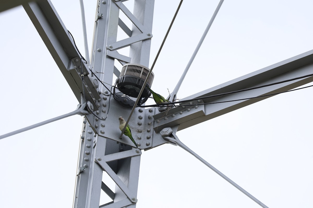 eBird Checklist - 23 Mar 2024 - Koughan Memorial Water Tower Park - 5 ...