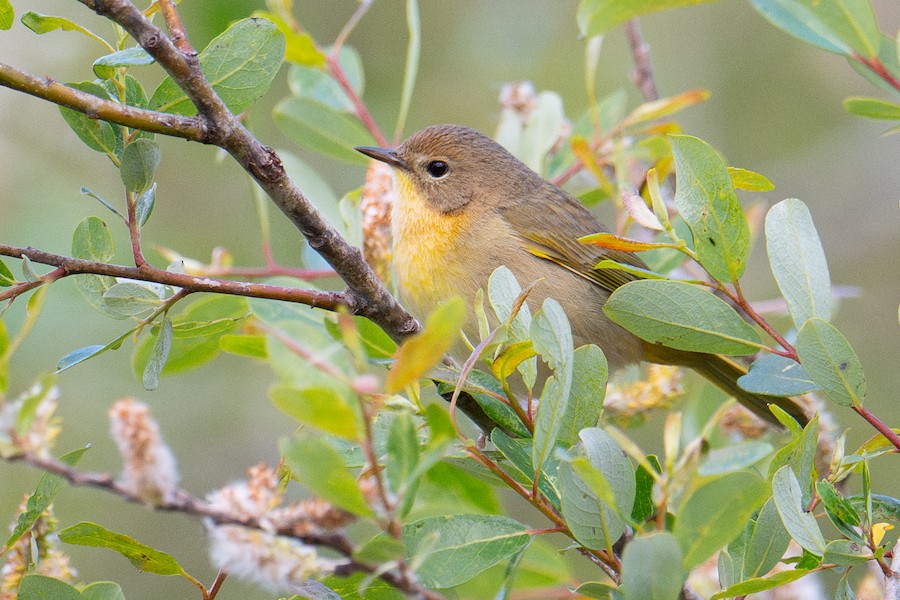Common Yellowthroat (arizela Group) - eBird