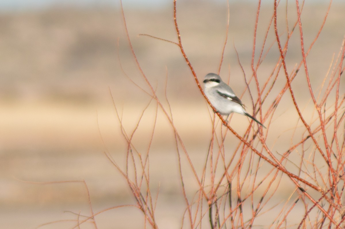 eBird Checklist - 19 Feb 2024 - Bitter Lake NWR - 15 species
