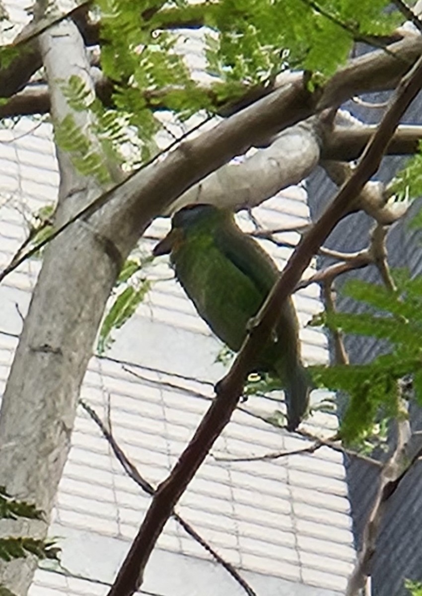 Taiwan Bird Atlas Checklist - 15 Apr 2024 - 土城--溪頭路 祖田里 - 18 species