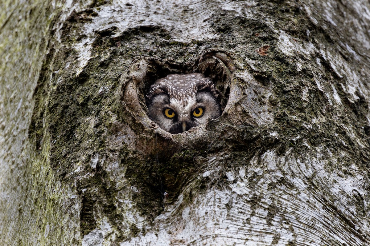 ML617483005 - Boreal Owl - Macaulay Library