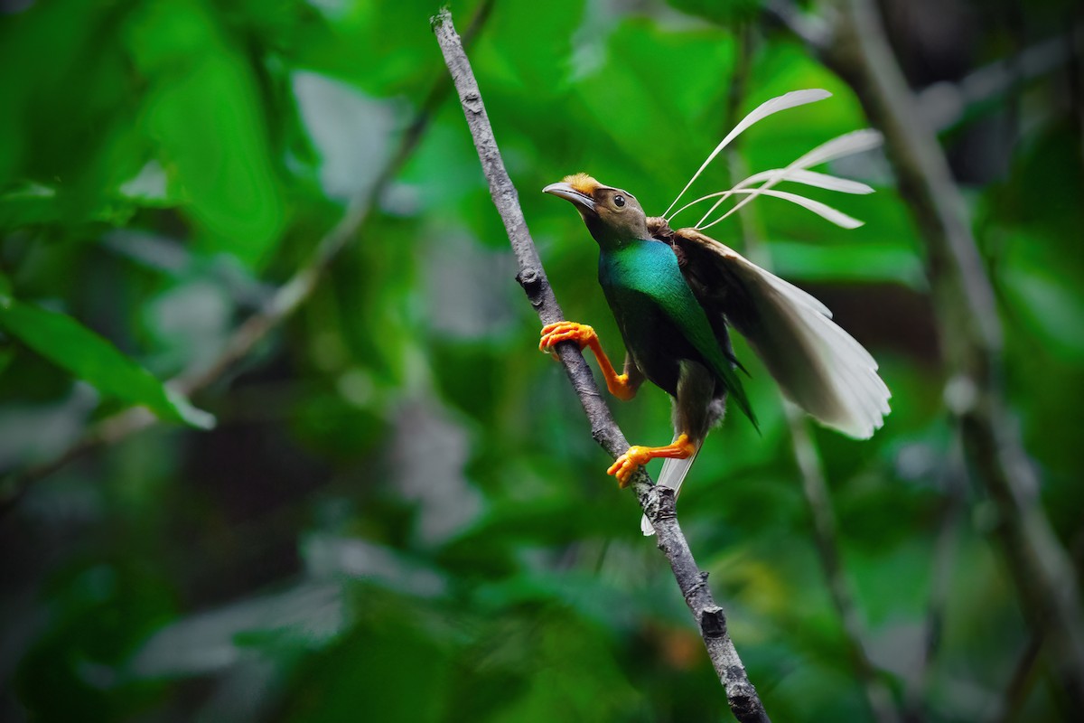 ML617493495 - Standardwing Bird-of-Paradise - Macaulay Library