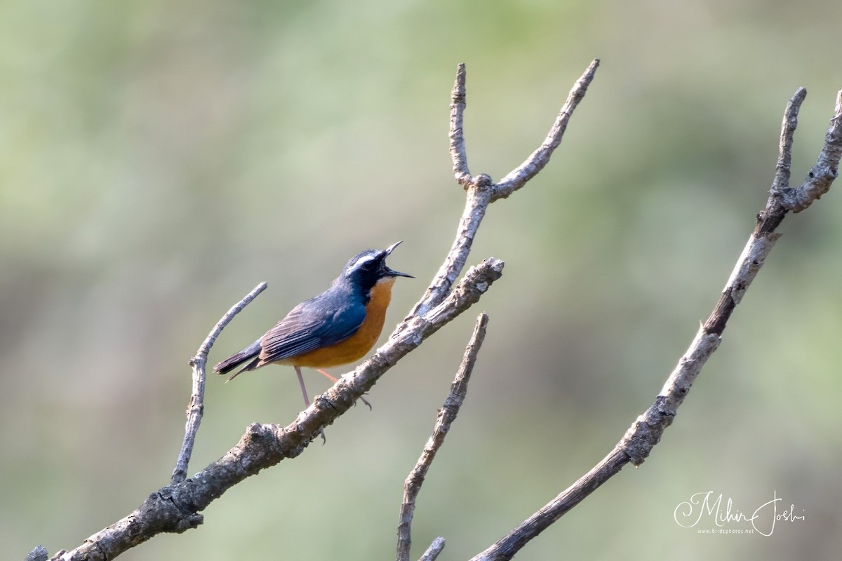 ML617507052 - Indian Blue Robin - Macaulay Library