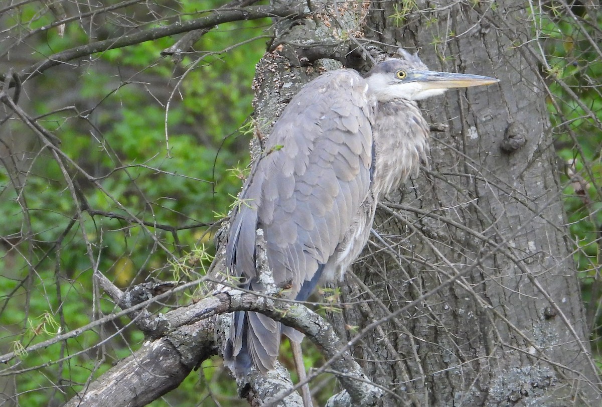 eBird Checklist - 17 Apr 2024 - Greenbelt Lake - Buddy Attick Lake Park ...