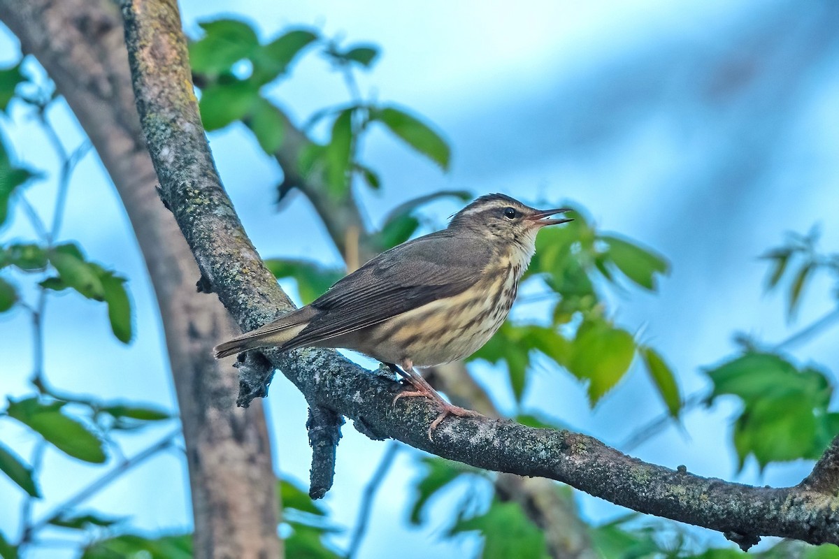 eBird Checklist - 17 Apr 2024 - Wilderness Park, Densmore Access ...