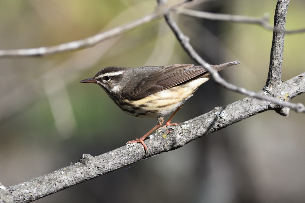 Pennsylvania Bird Atlas Checklist - 16 Apr 2024 - Bear Swamp Park - 8 ...