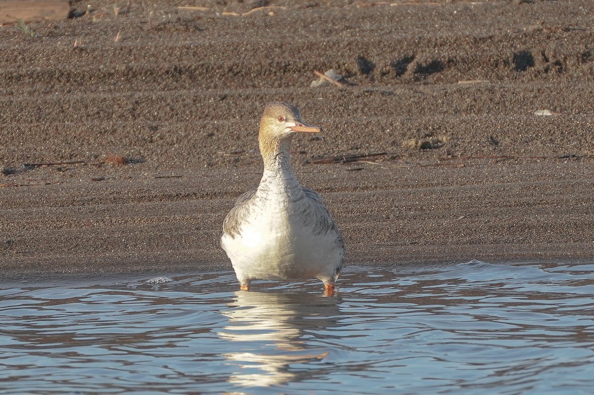 eBird Checklist - 17 Apr 2024 - Rodeo Lagoon (including beach and ...