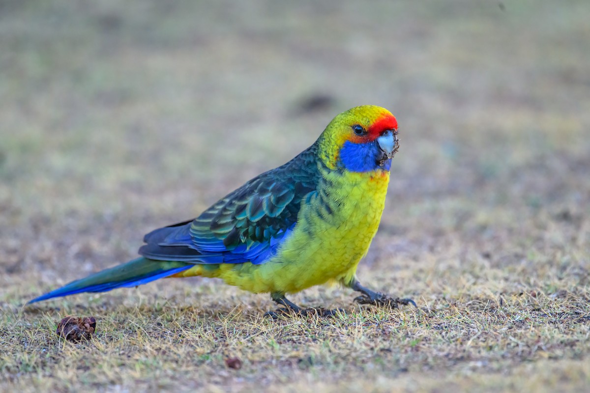 ML617542055 - Green Rosella - Macaulay Library
