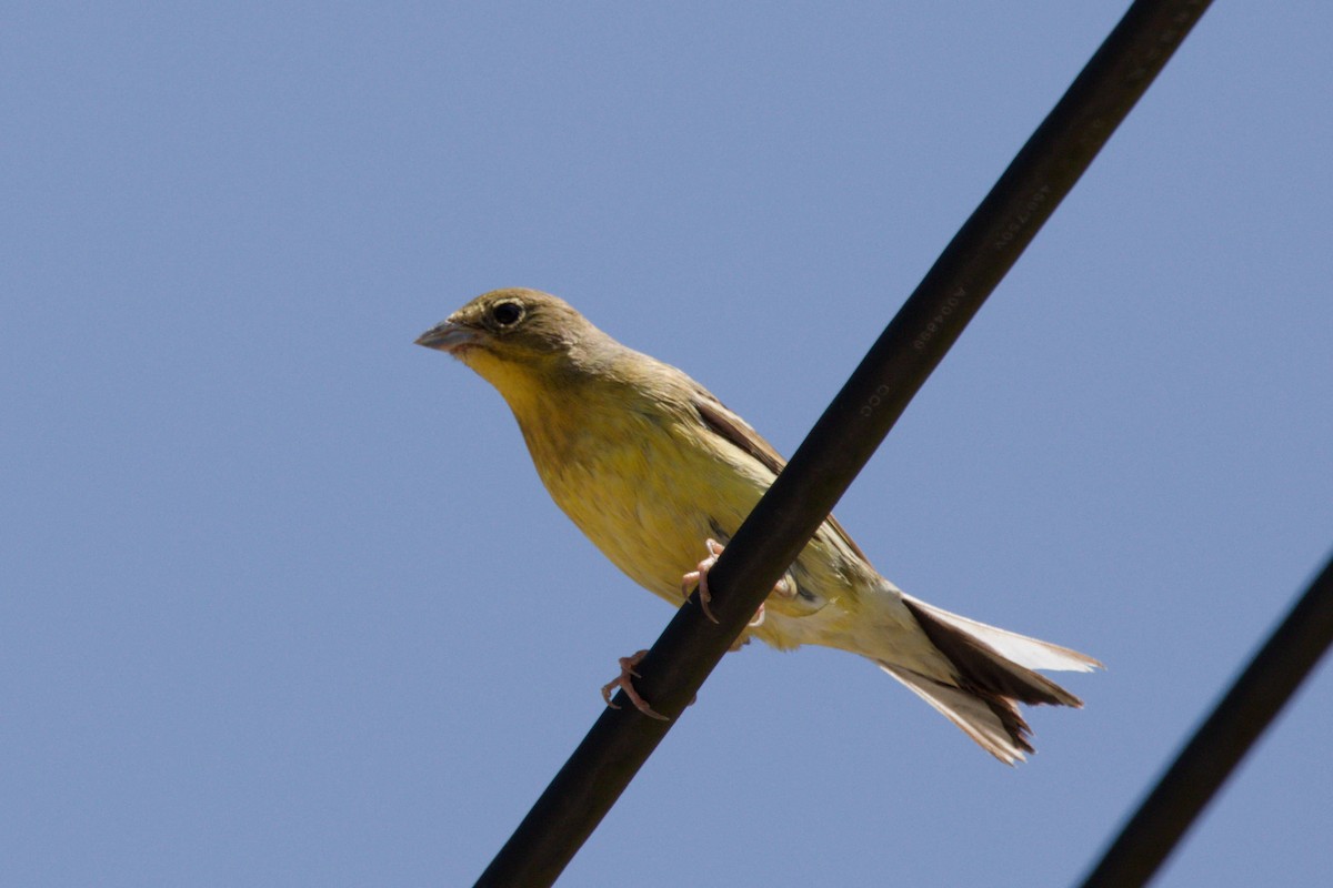 ML617552950 - Yellow Bunting - Macaulay Library