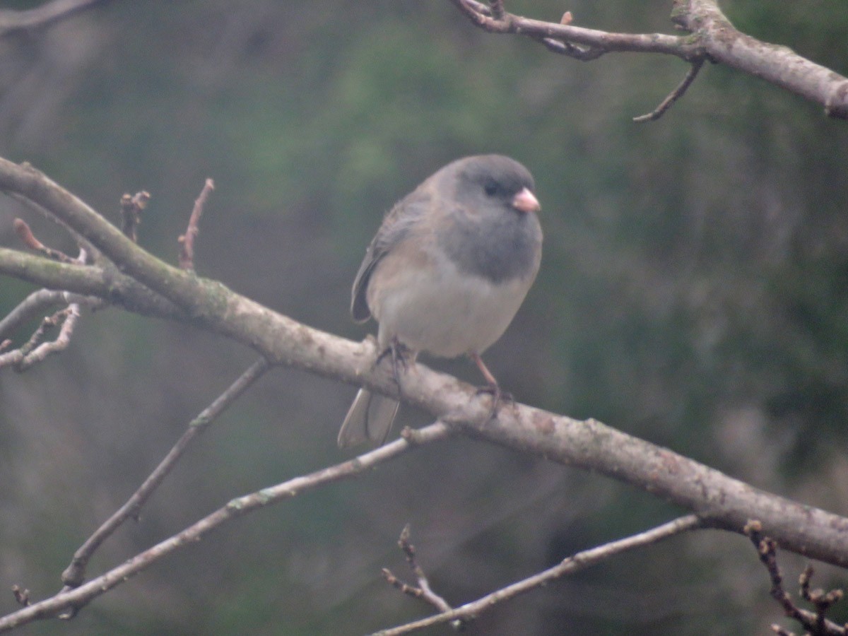 eBird Checklist - 18 Apr 2024 - TRS neighborhood - 28 species