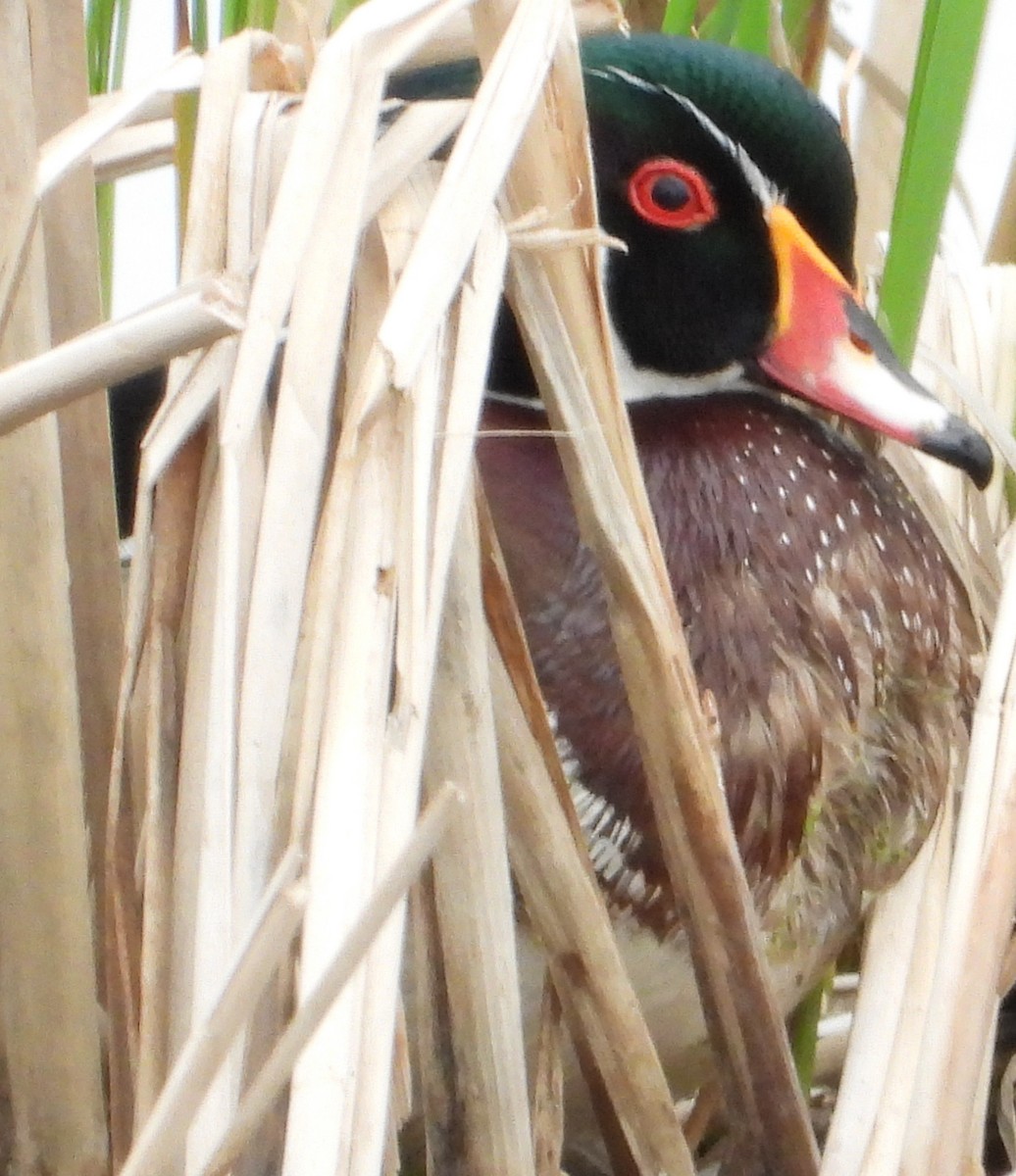 eBird Checklist - 18 Apr 2024 - Grove rd fuddle - 9 species