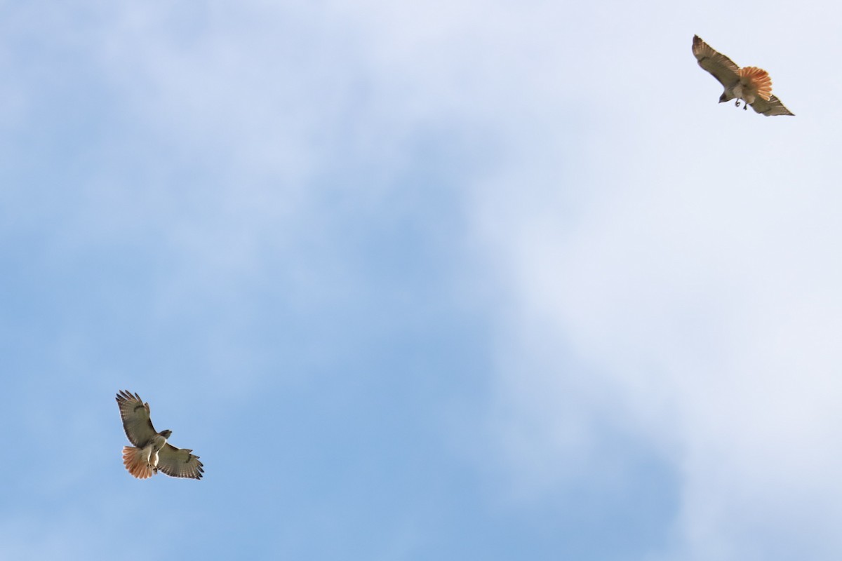 Pennsylvania Bird Atlas Checklist - 18 Apr 2024 - 399 Upper Georges Valley Rd, Spring Mills US ...