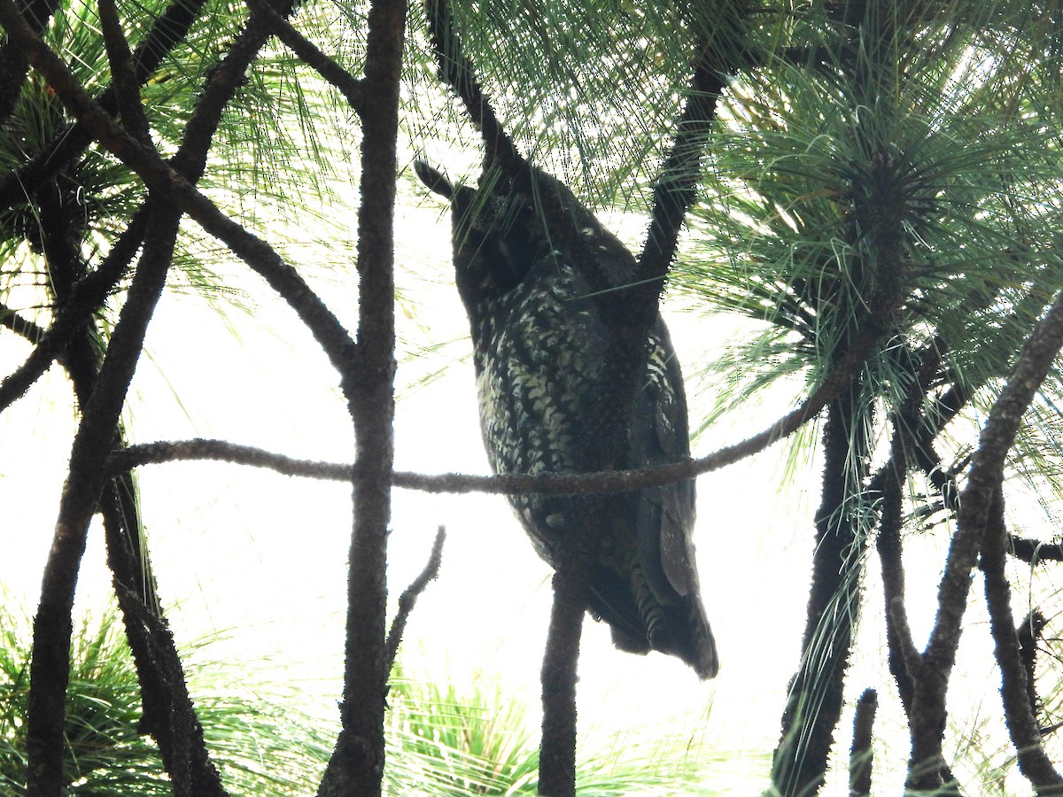 eBird Checklist - 7 Apr 2024 - Reserva de La Chara Pinta--(Km 200.5 ...