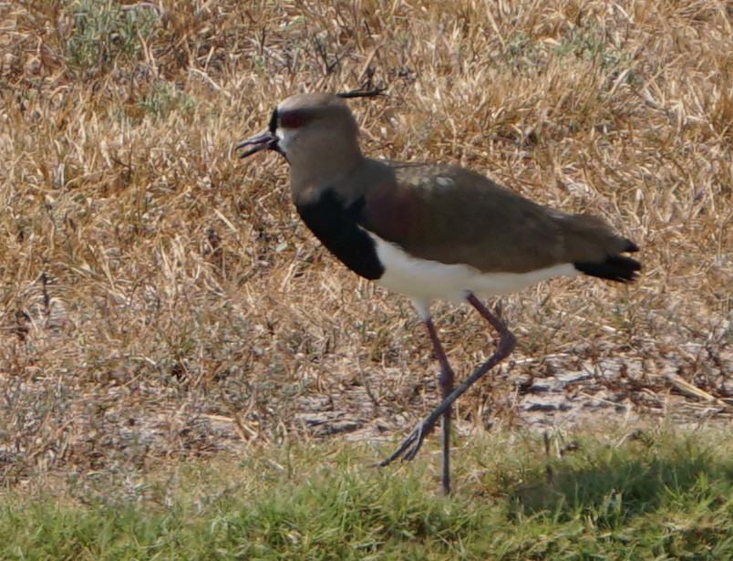 eBird Checklist - 17 Apr 2024 - Llano Grande Golf Course - 1 species