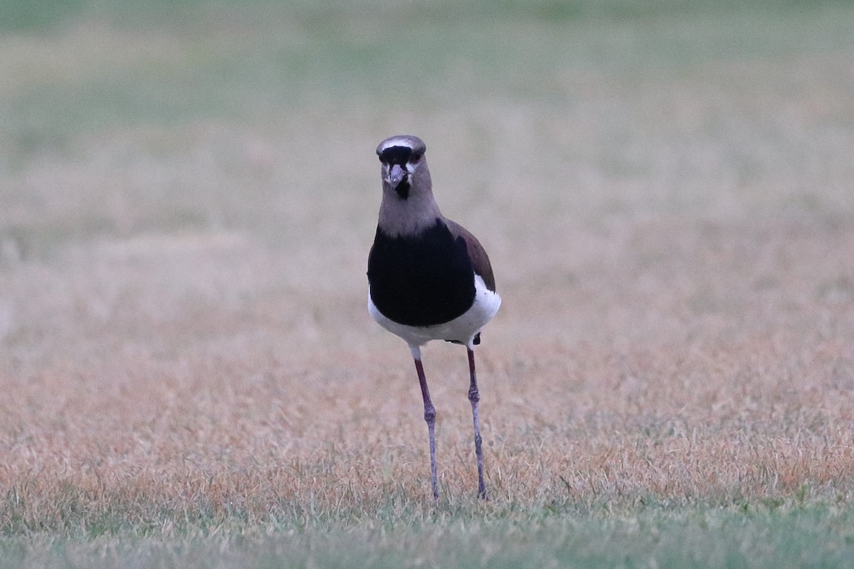 eBird Checklist - 19 Apr 2024 - Llano Grande Golf Course (check in at ...