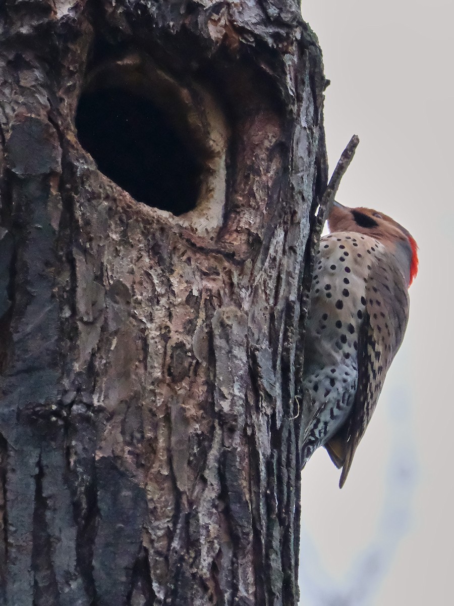 ML617606698 - Northern Flicker - Macaulay Library