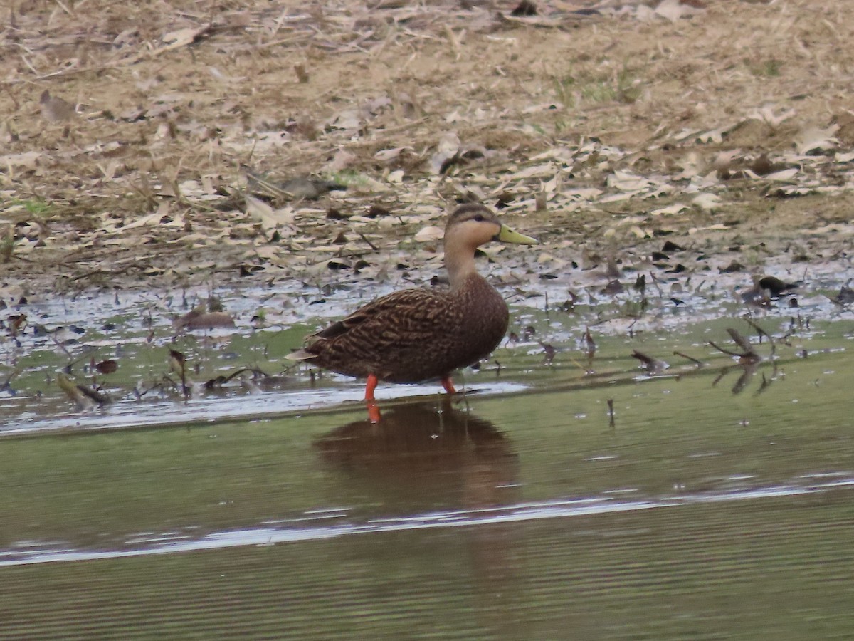 Pennsylvania Bird Atlas Checklist - 19 Apr 2024 - Tillage Rd. Flooded Field - 3 species