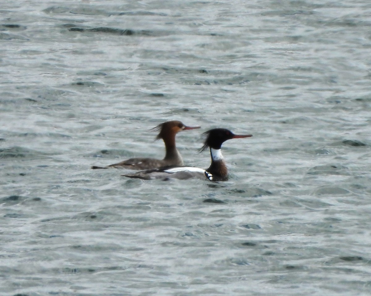 eBird Checklist - 19 Apr 2024 - Cooney Reservoir - 40 species