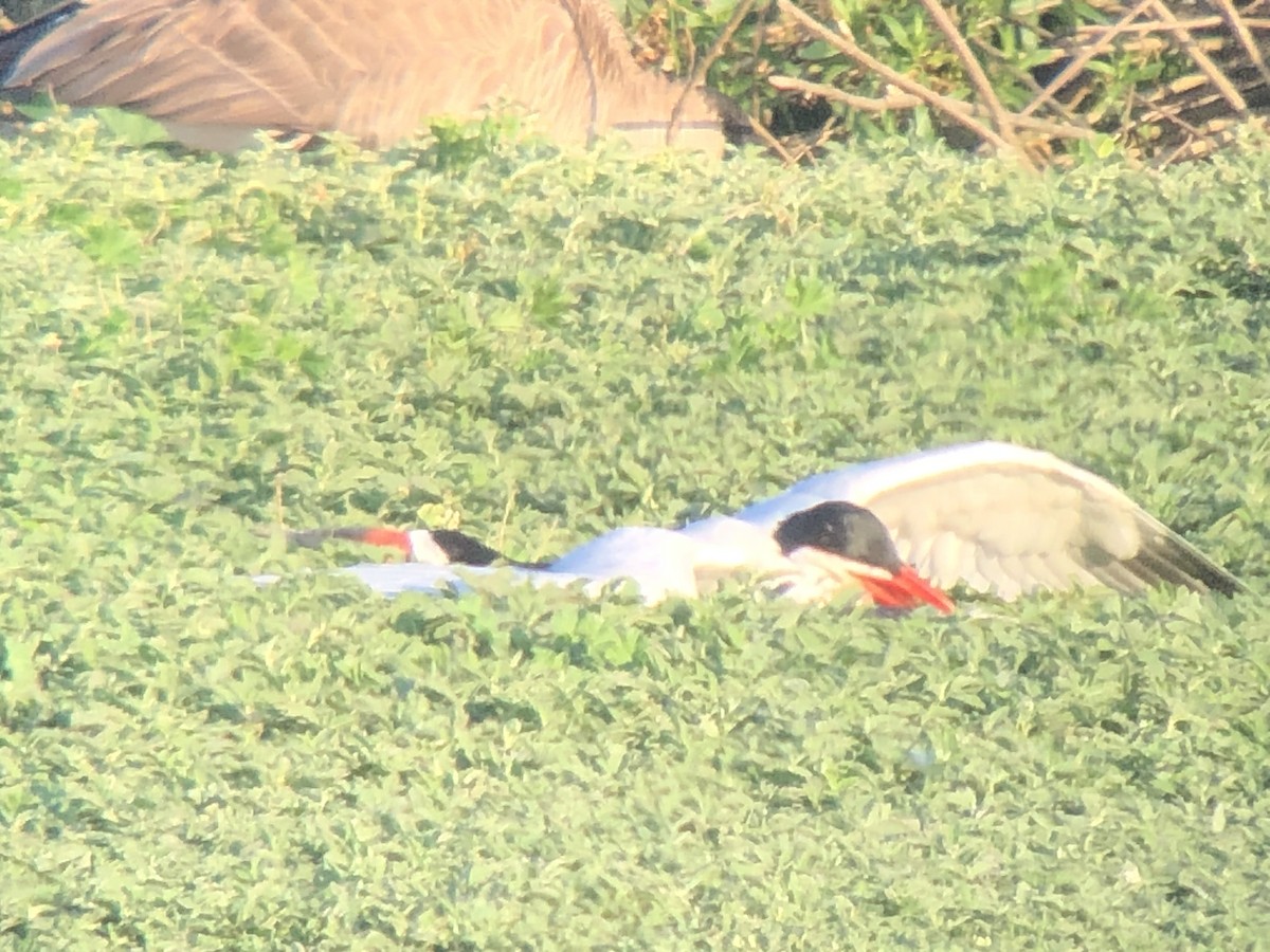 eBird Checklist - 19 Apr 2024 - IRWD San Joaquin Marsh & Wildlife ...