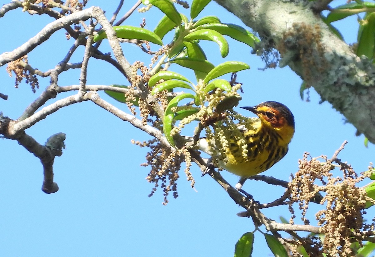eBird Checklist - 20 Apr 2024 - Cecilia Dr. (Silk Oaks) - 13 species ...