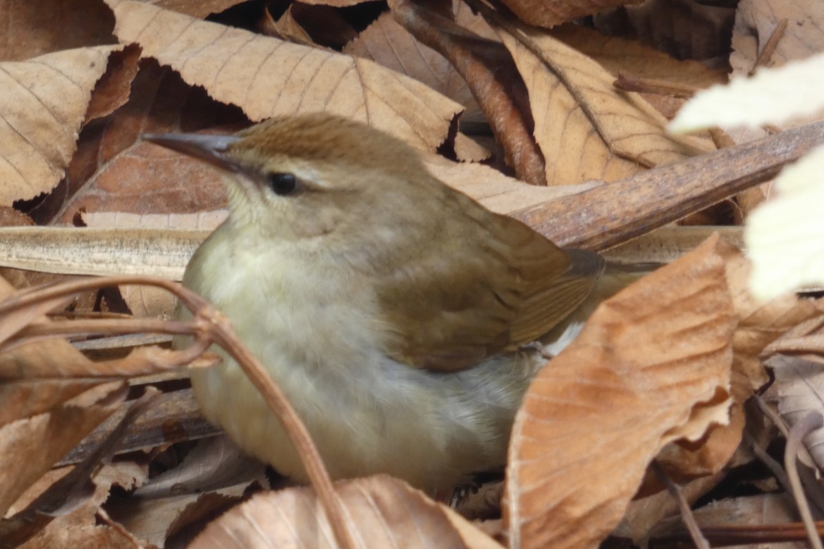 eBird Checklist - 19 Apr 2024 - Brooklyn Bridge Park - 6 species