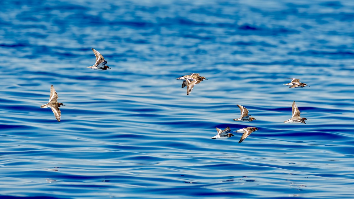 eBird Checklist - 20 Apr 2024 - Pelagic Addicts Leg 2 - 4/20/24 - 2 species