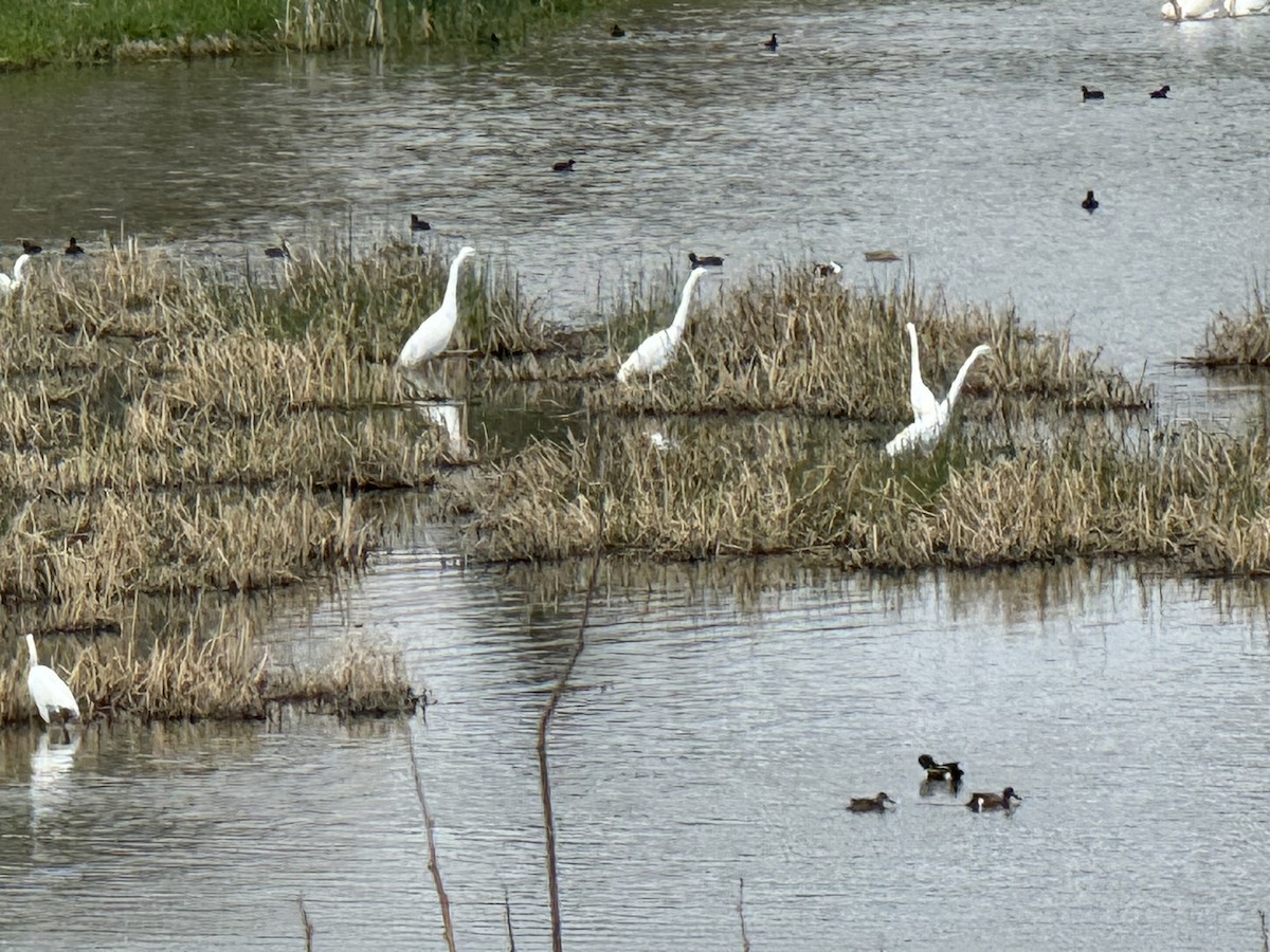 eBird Checklist - 20 Apr 2024 - Cunningham Marsh - 31 species