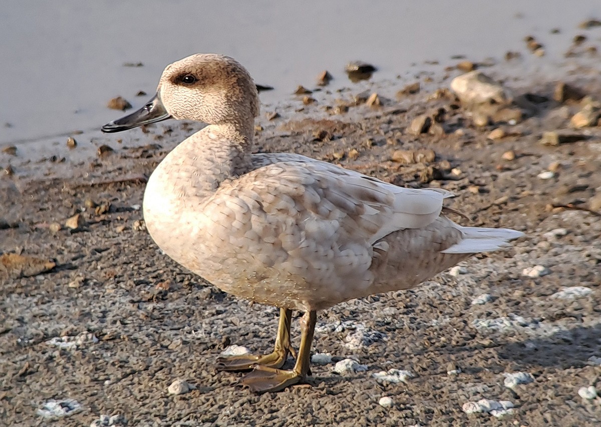 ML617677340 - Marbled Duck - Macaulay Library