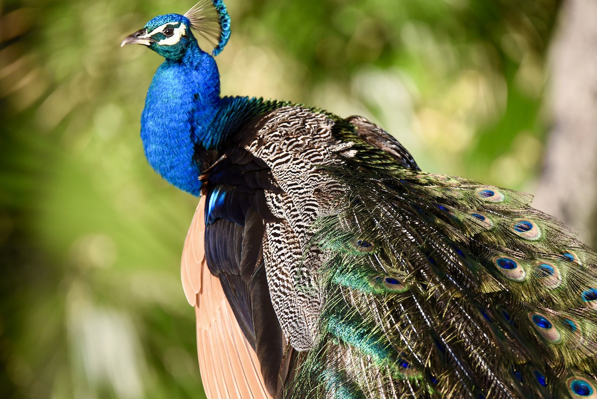 eBird Checklist - 20 Apr 2024 - Crandon Park - 40 species