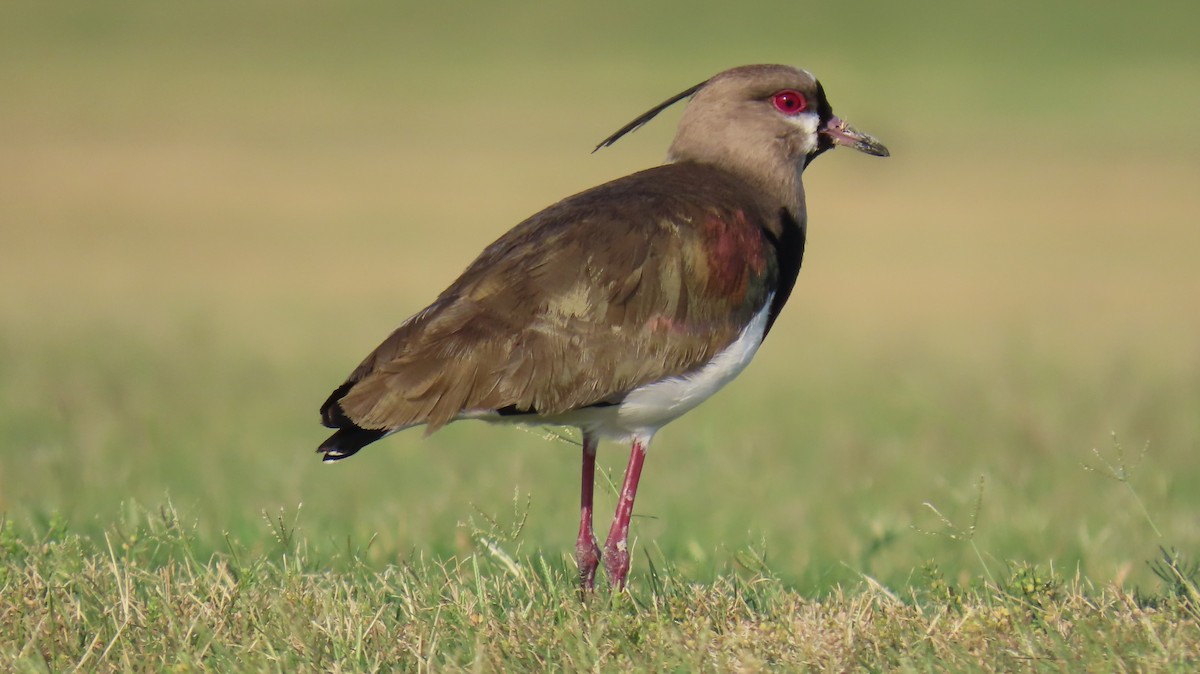 eBird Checklist - 20 Apr 2024 - Llano Grande Golf Course (check in at ...